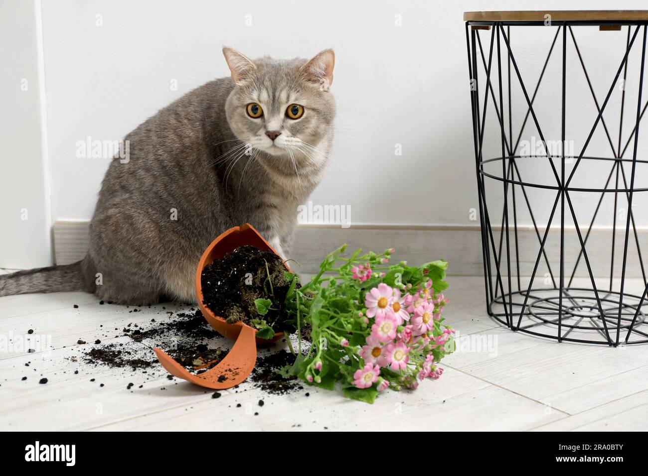 Cute cat, broken flower pot with cineraria plant on floor indoors Stock ...