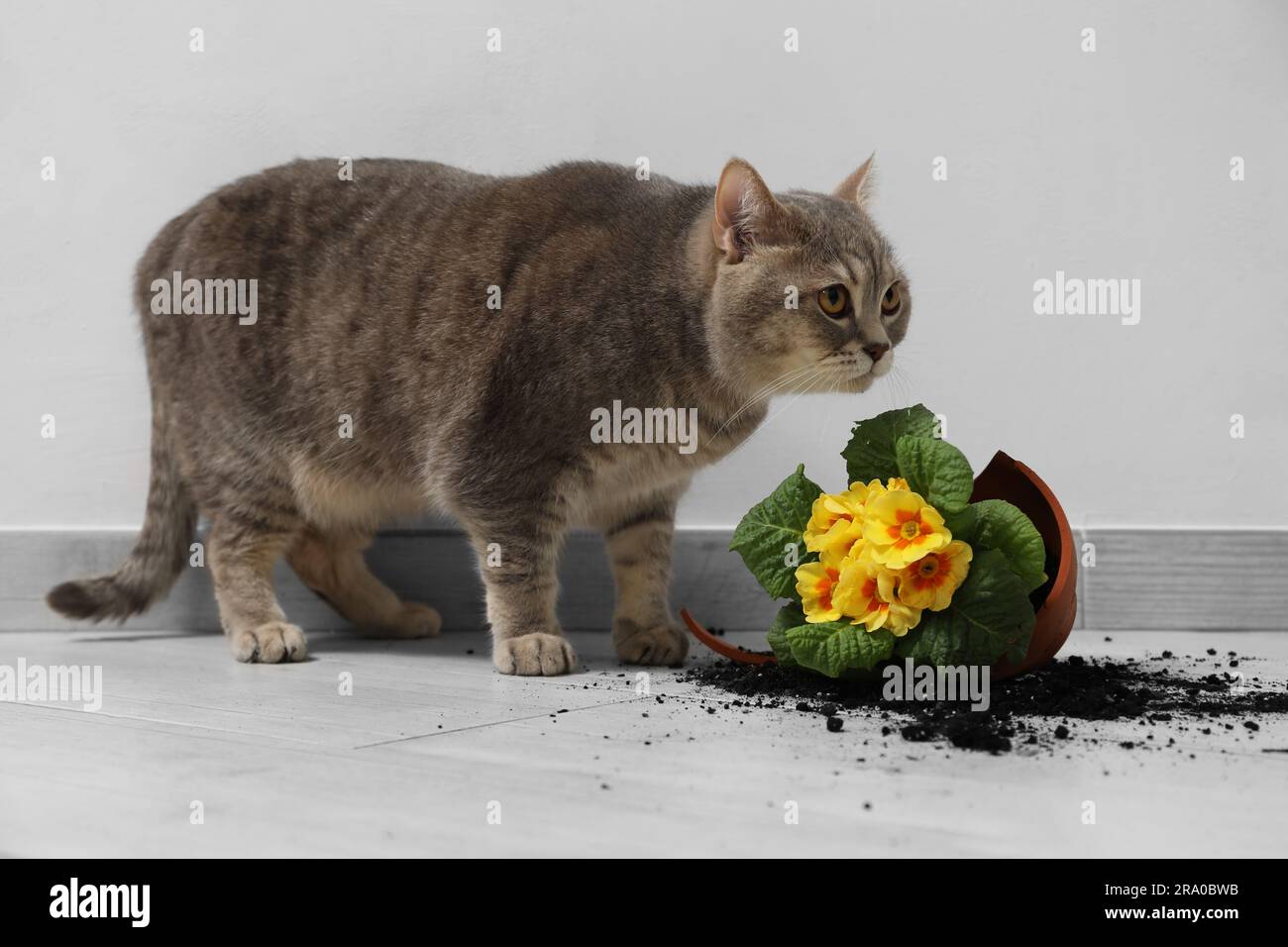 Cute cat and broken flower pot with primrose plant on floor indoors ...