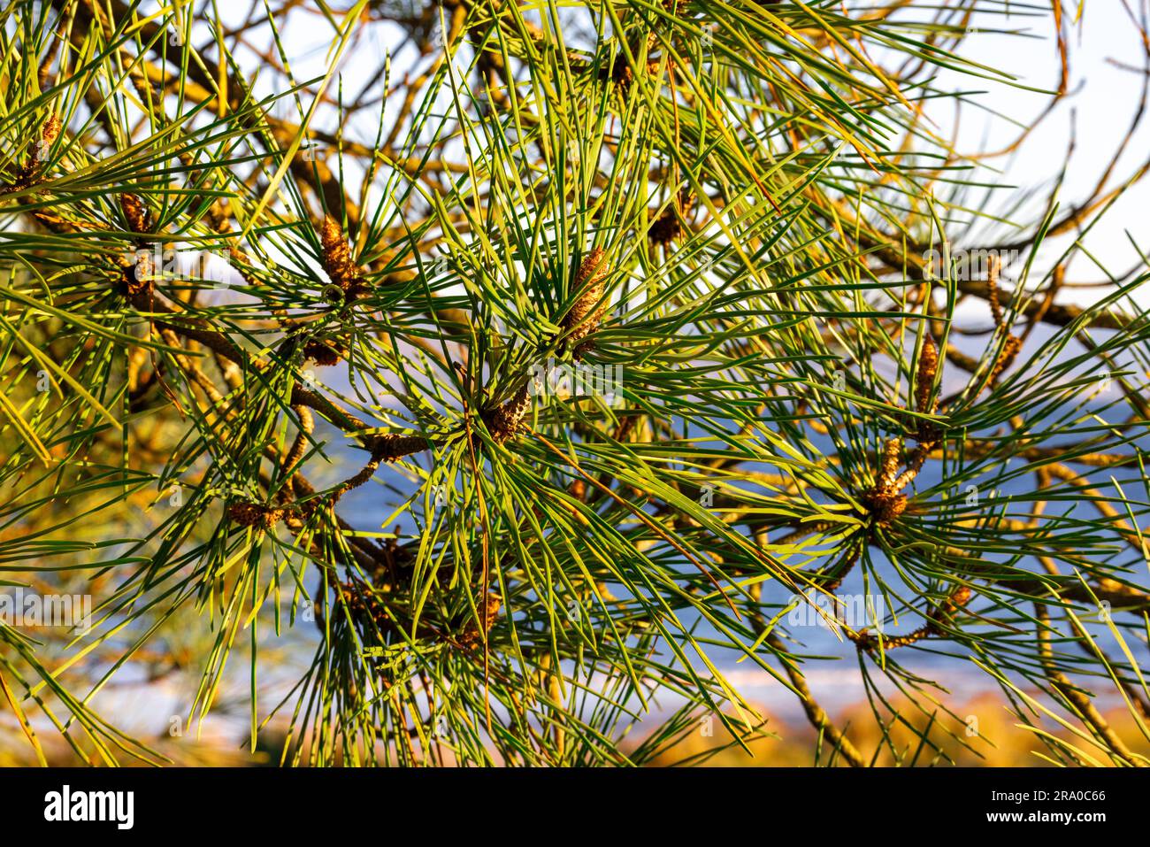 Detail of a pine tree on a beach in Galicia Stock Photo - Alamy