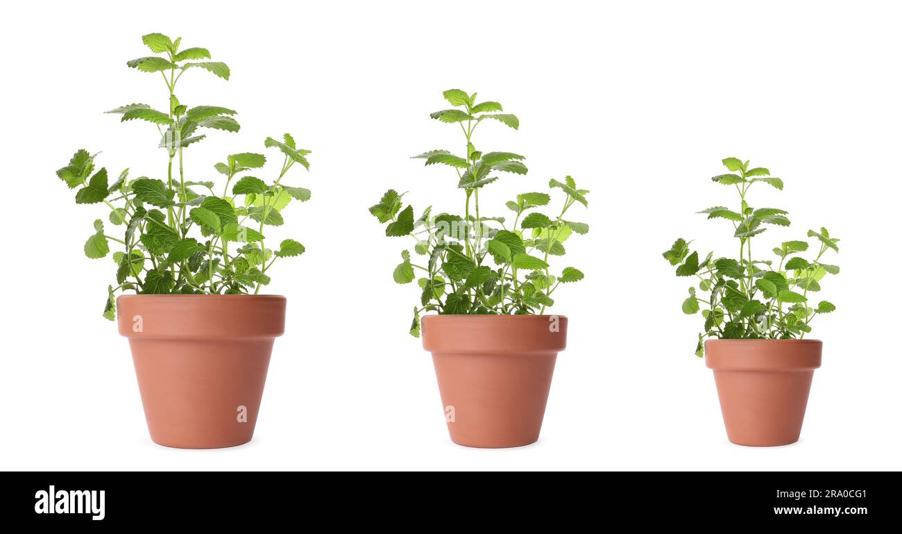 How to grow lemon balm hi-res stock photography and images - Alamy