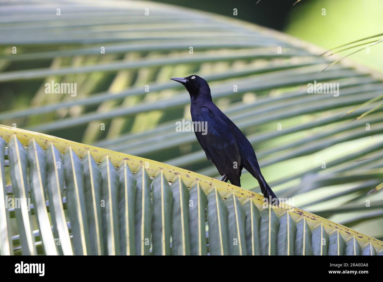 Greater Antillean grackle (Quiscalus niger) in Jamaica Stock Photo - Alamy