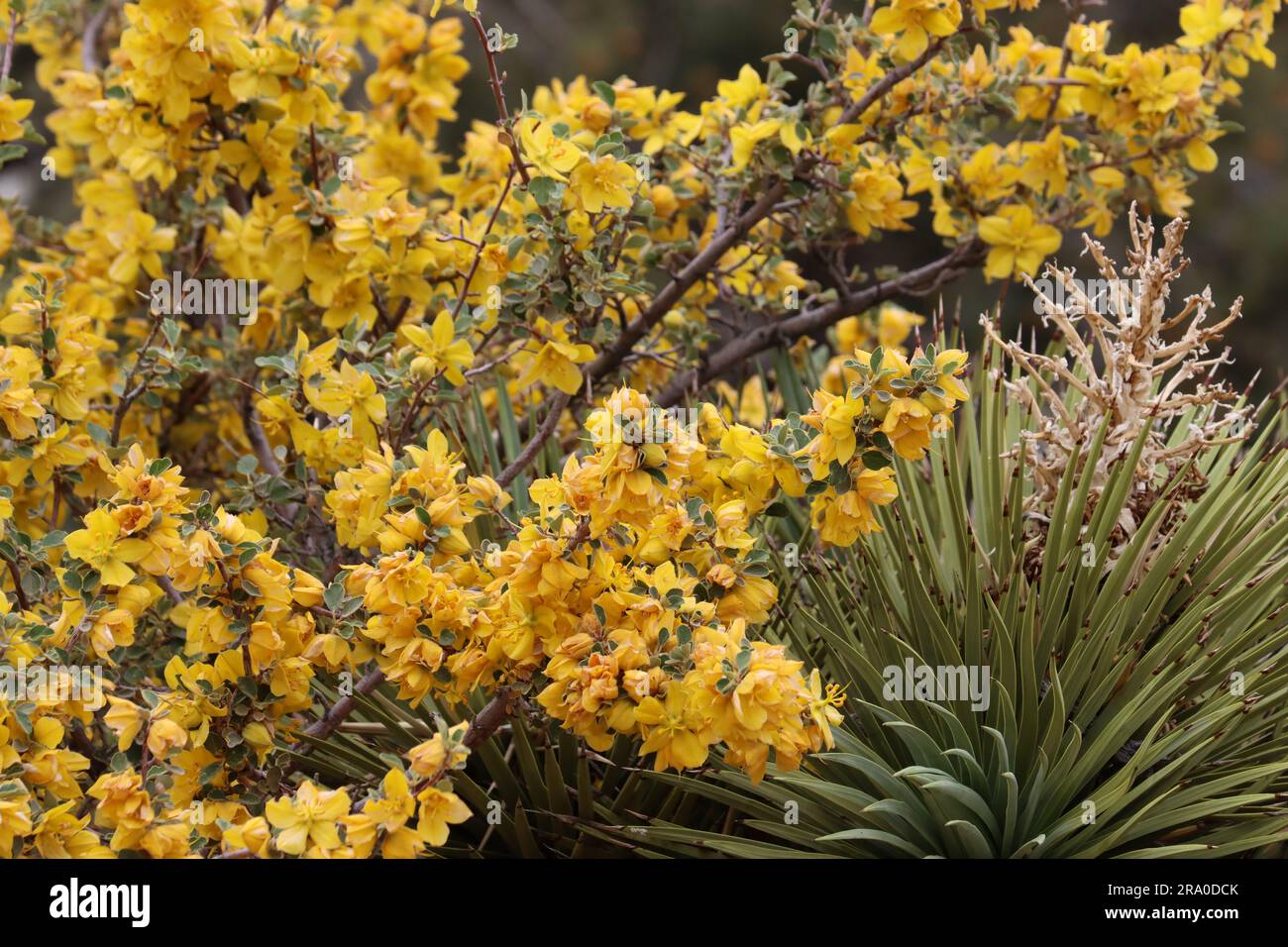 California Fremontia, Fremontodendron Californicum, a native shrub with ...