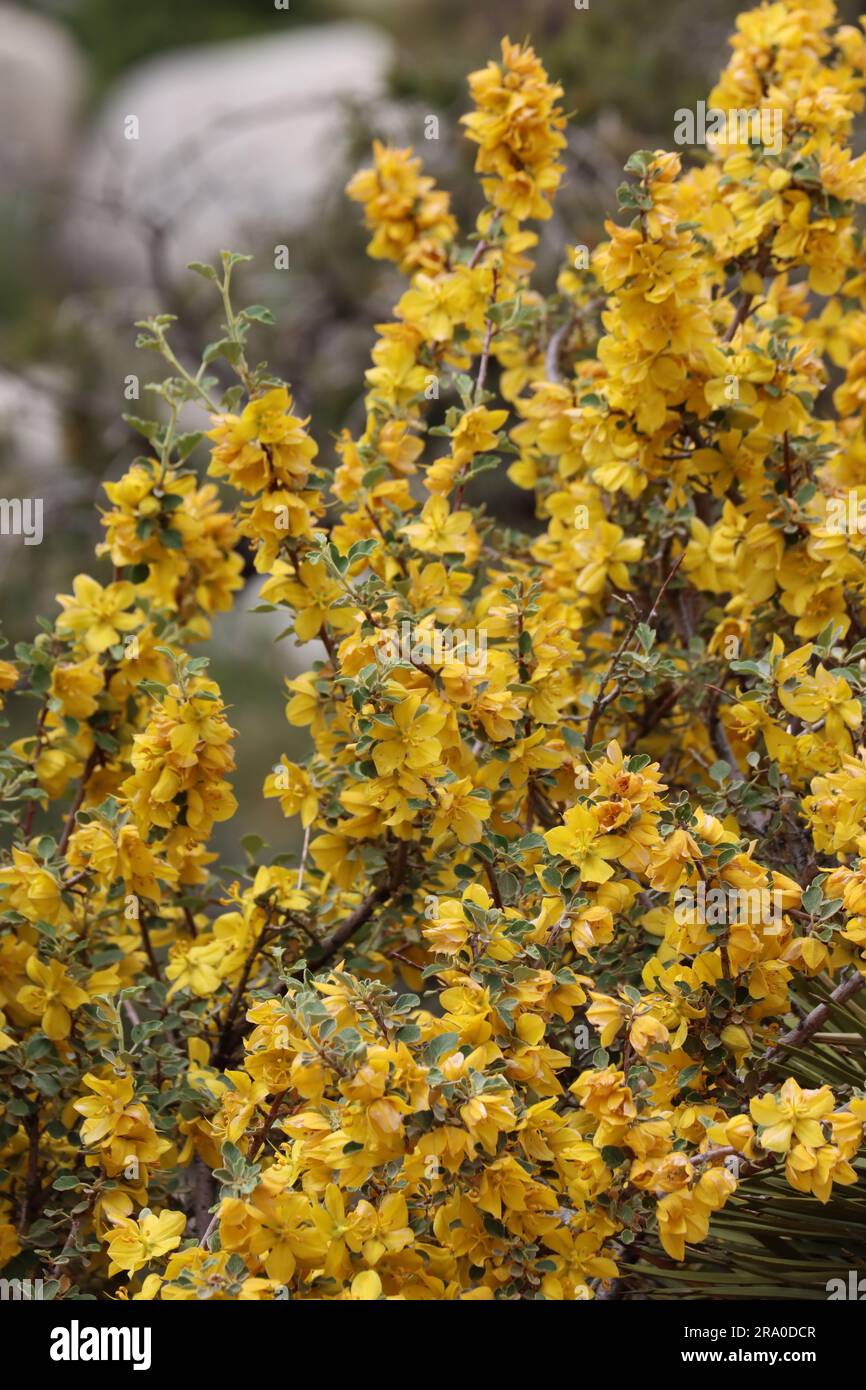 California Fremontia, Fremontodendron Californicum, a native shrub with ...