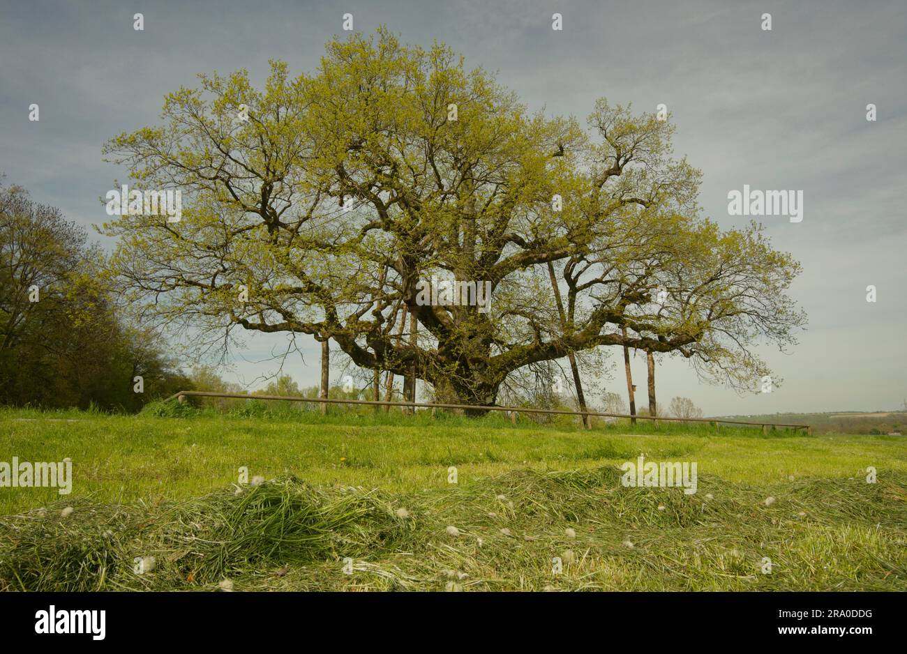 Eich wald hi-res stock photography and images - Alamy