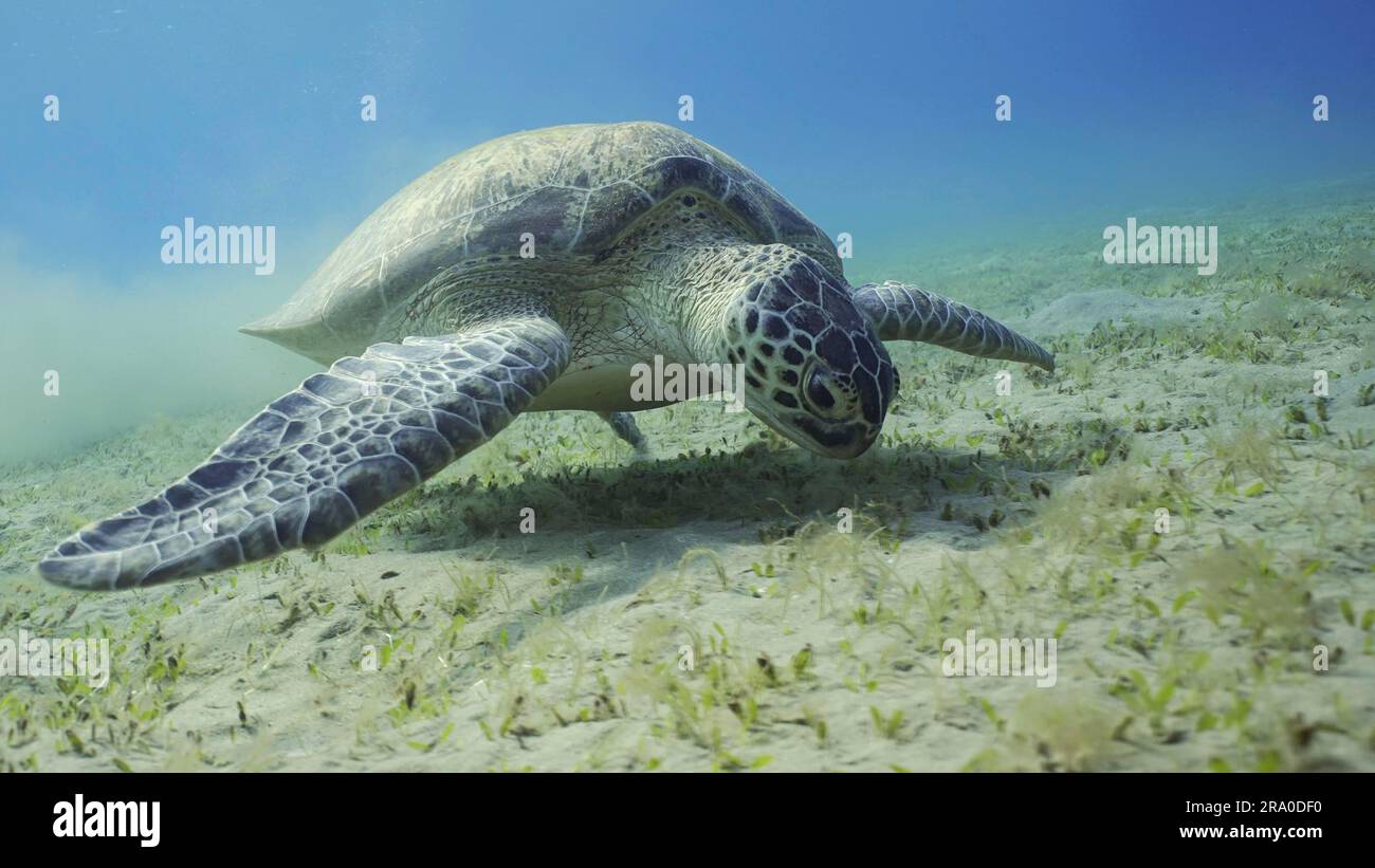 Sea turtle grazing on the seaseabed, slow motion. Great Green Sea ...