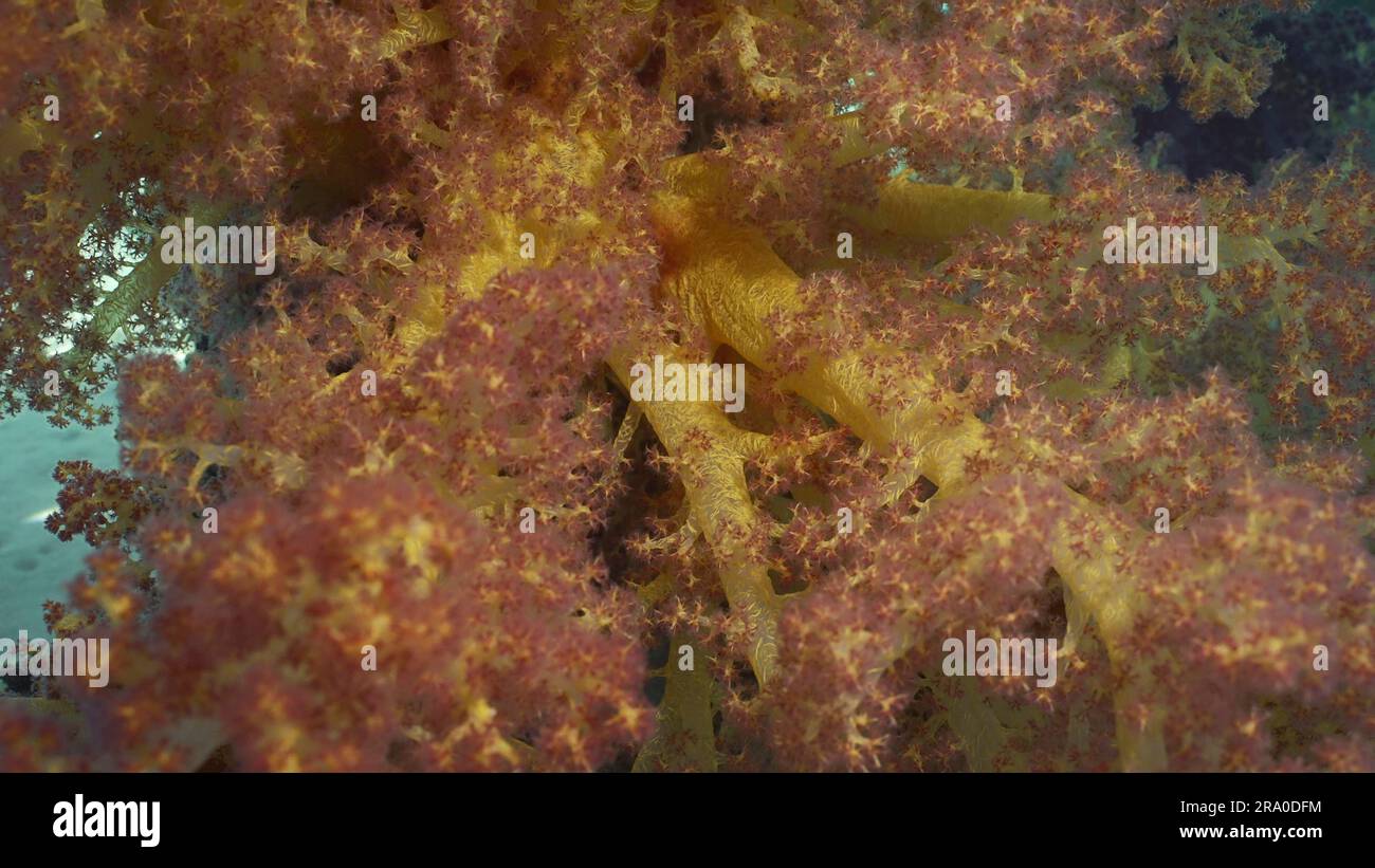Bright multi-colored Soft Coral Dendronephthya hang in clusters from ...