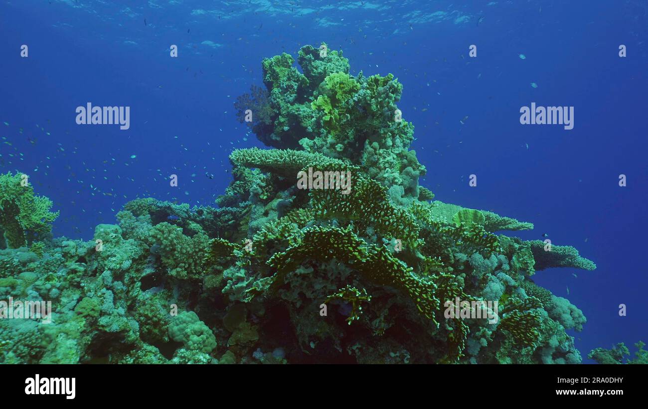 Beautiful tropical coral reef in coral garden in blue deep sea colorful ...