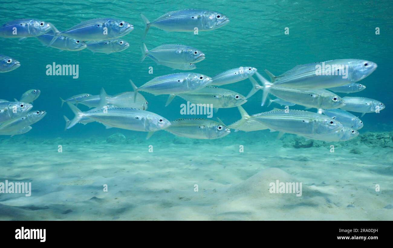School of Mackerel fish swims over sandy seabed in shallow water on ...