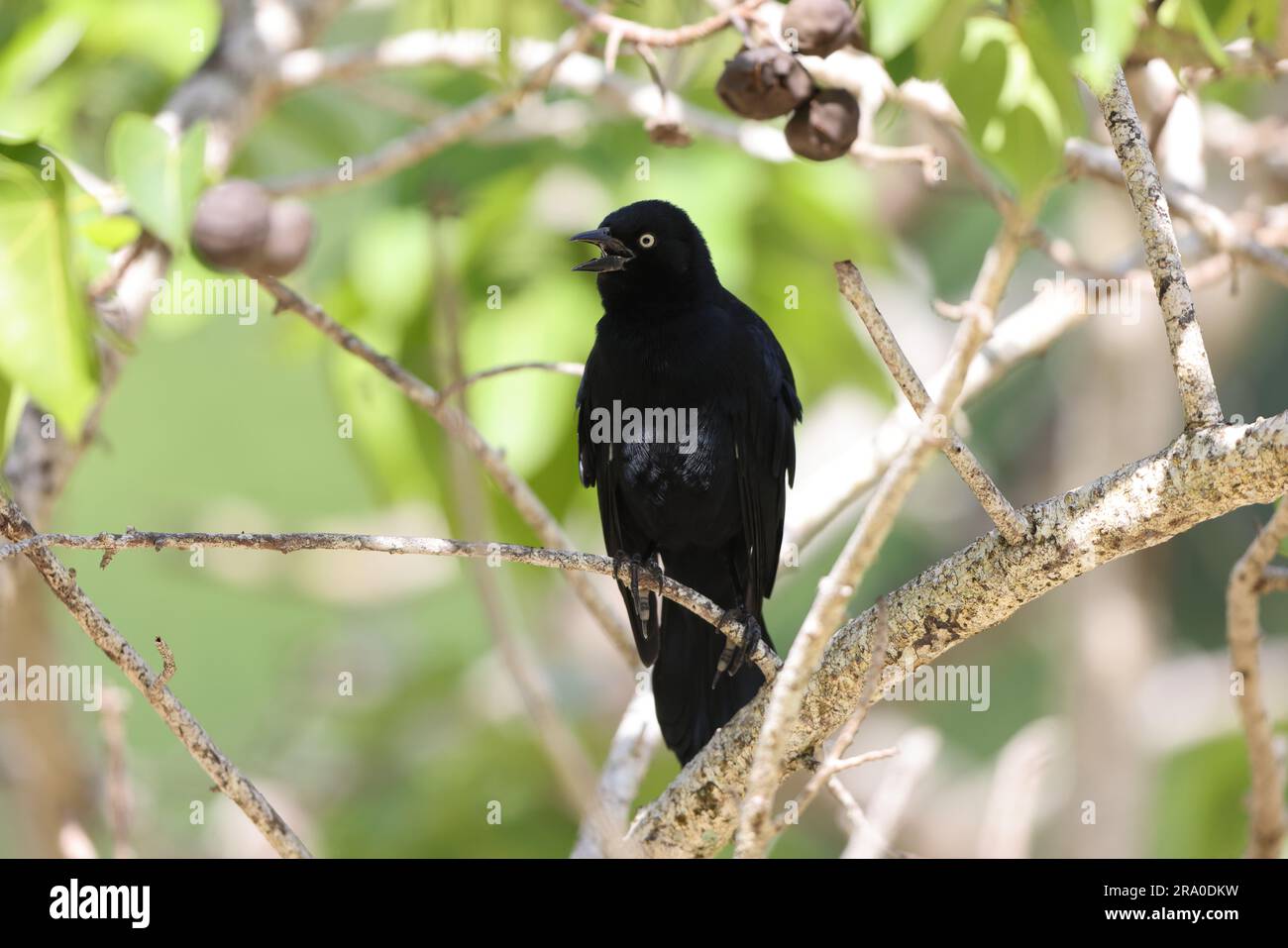 Antillean birds hi-res stock photography and images - Alamy