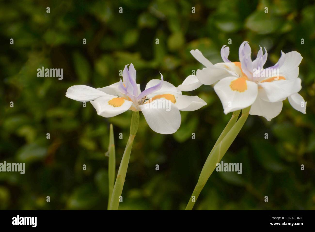 Faory iris hi-res stock photography and images - Alamy