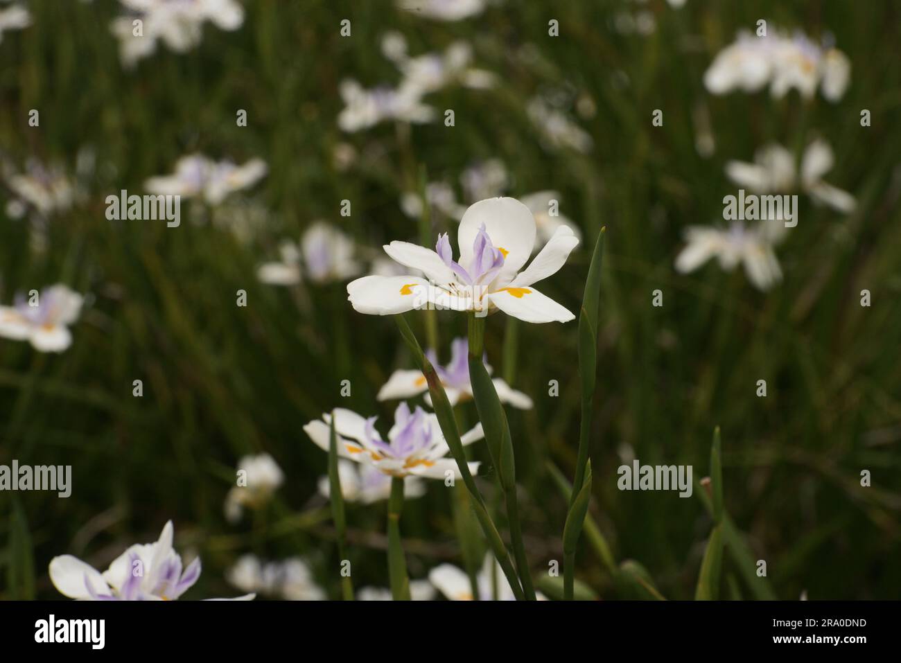 Invitin iris flower sudy in natural setting. filled with color ...