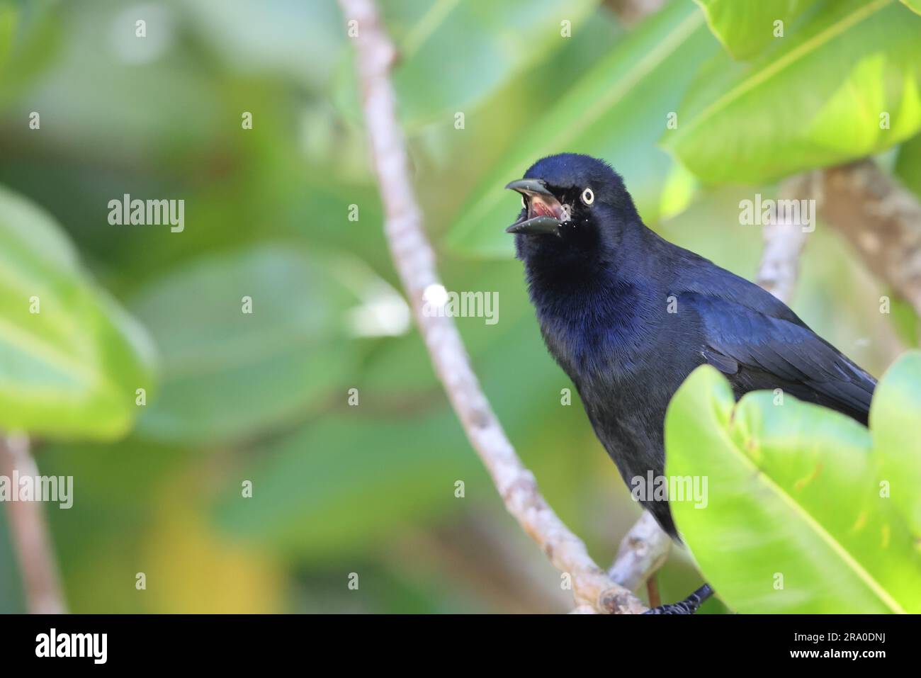 Greater grackle hi-res stock photography and images - Alamy