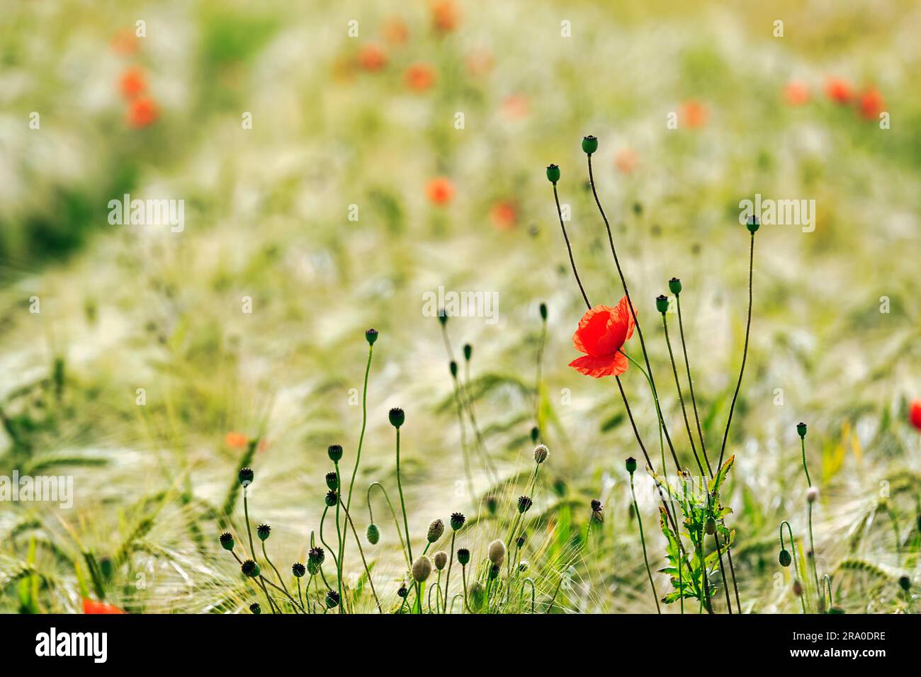 Single corn poppy blossom between poppy pods in a barley field, symbol ...