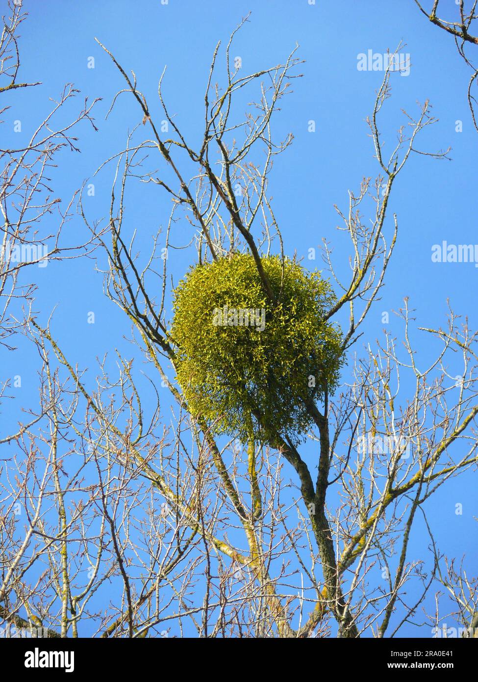 Parasite tree hi-res stock photography and images - Alamy