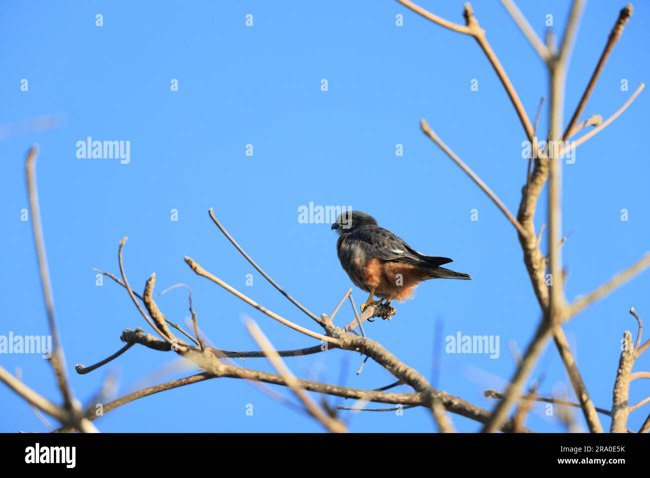 American kestrel (Falco sparverius dominicensis) in Jamaica Stock Photo ...