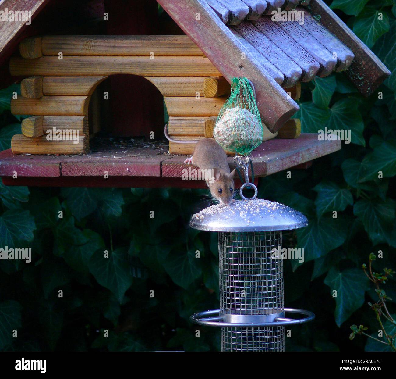 House mouse nest hi-res stock photography and images - Alamy