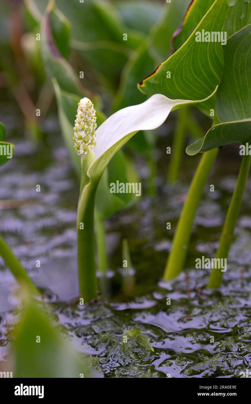 Bog arum (Calla palustris), flowering in a bog between peat moss ...
