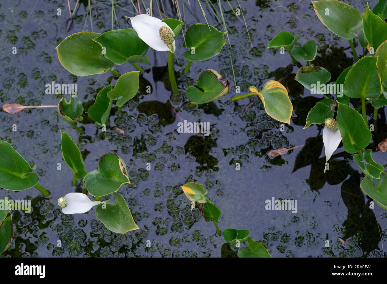 Bog arum (Calla palustris), several plants flowering in the mire water ...