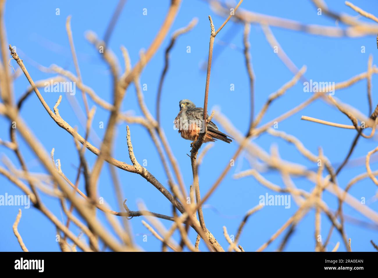 American kestrel (Falco sparverius dominicensis) in Jamaica Stock Photo ...