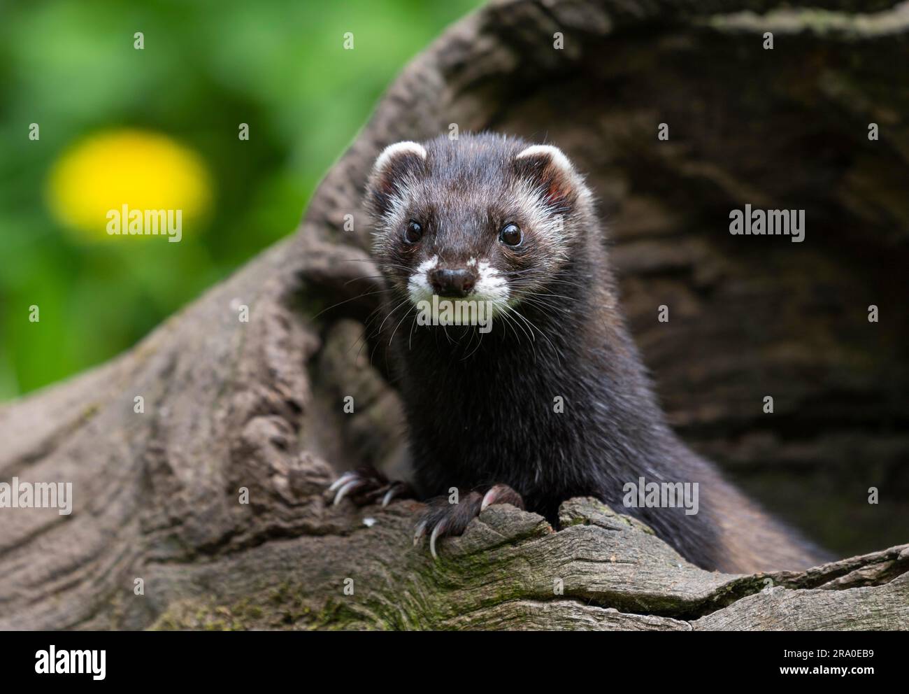 European polecat (Mustela putorius) or wood tiger looking out of a tree ...