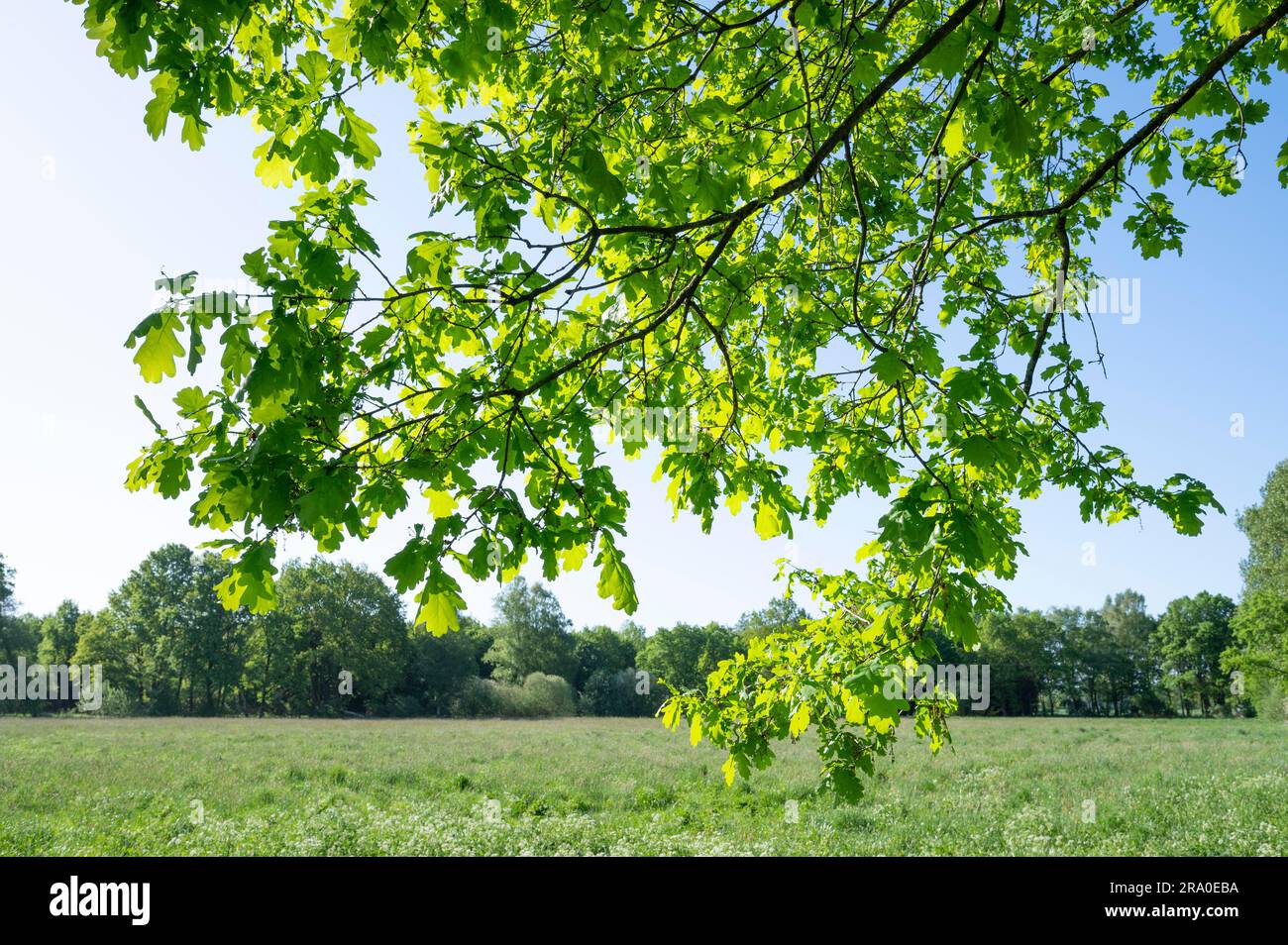 English oak (Quercus robur), leaves and branches, Lower Saxony, Germany ...