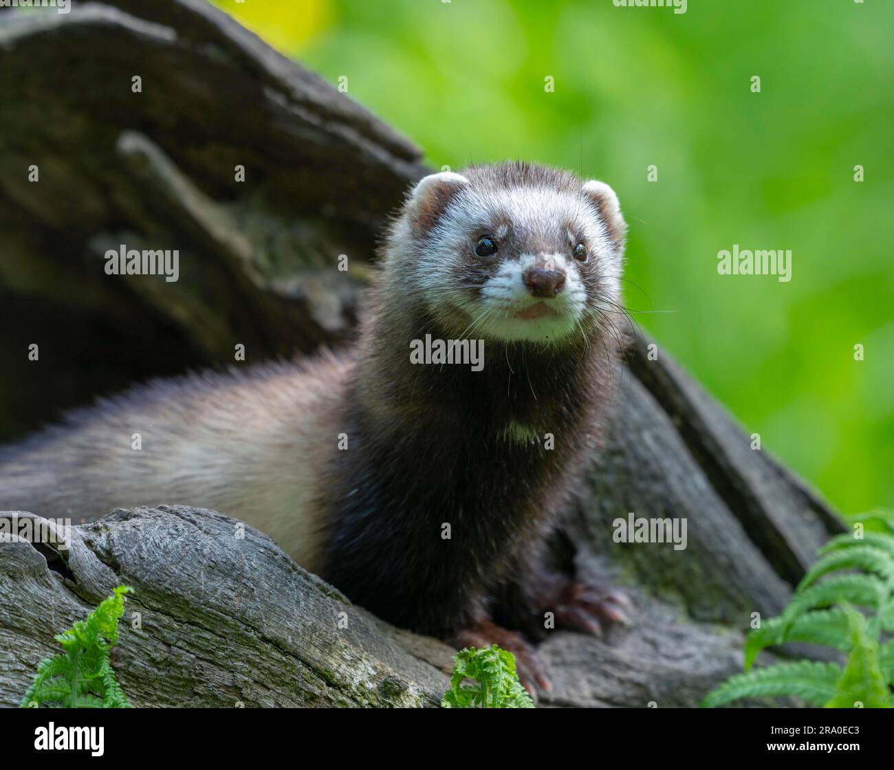 European polecat (Mustela putorius) or wood tiger looking out of a tree ...