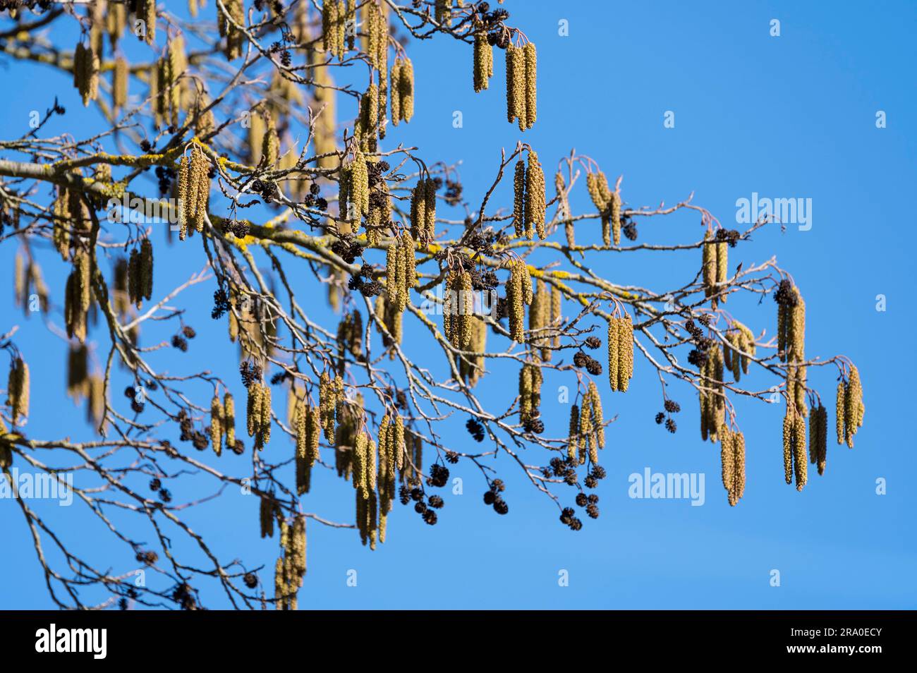 Black alder (Alnus glutinosa), inflorescence, male catkins, blue sky ...