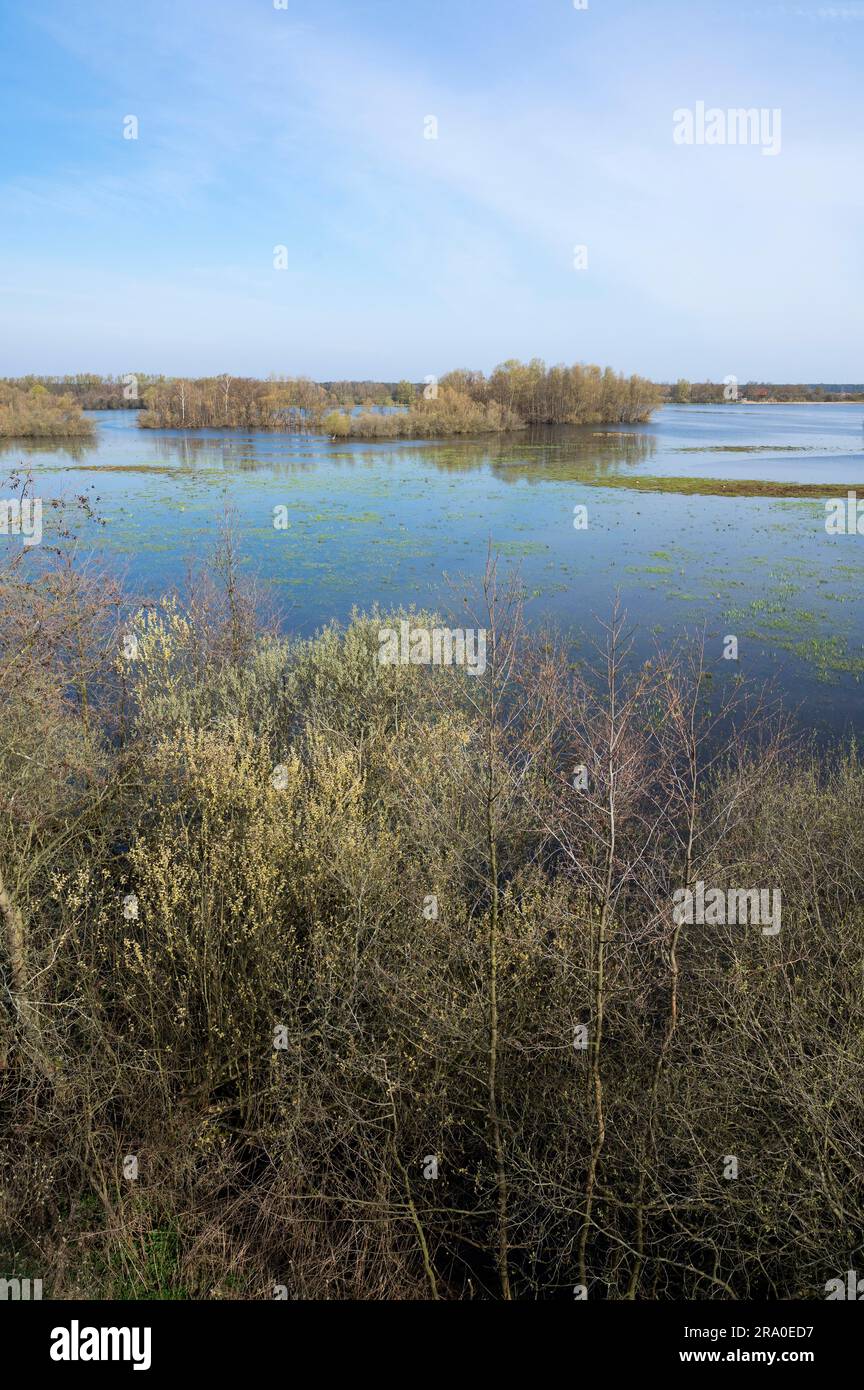 Wetland flooded meadows trees hi-res stock photography and images - Alamy