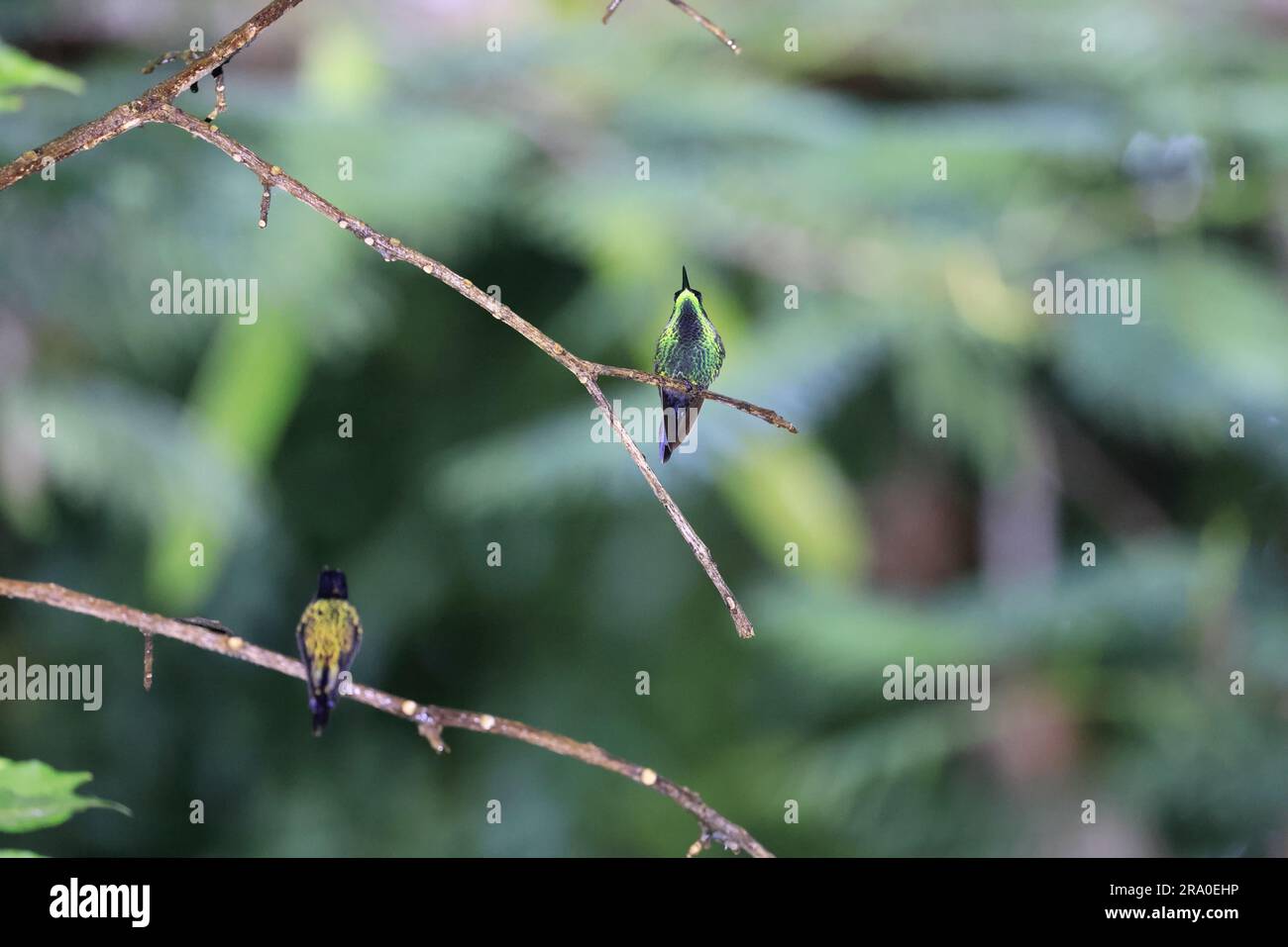 The black-billed streamertail (Trochilus scitulus) is a species of ...