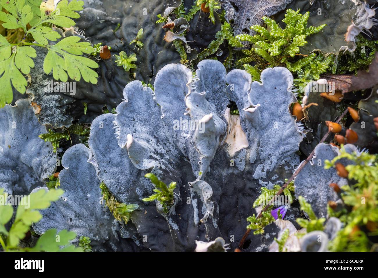 Peltigera a lichens in the family (Peltigeraceae), Sweden Stock Photo ...