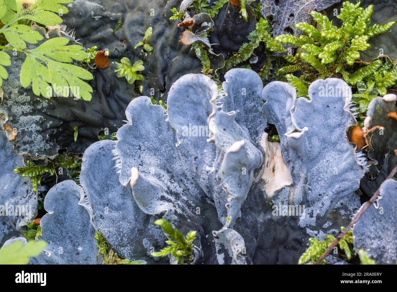 Peltigera a lichens in the family (Peltigeraceae), Sweden Stock Photo ...