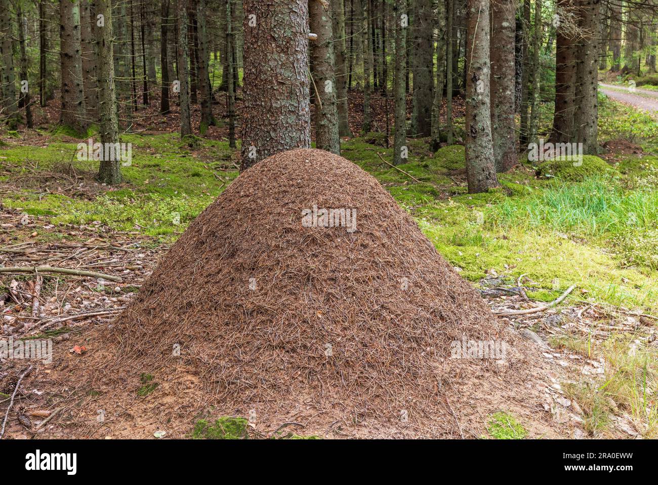 Big anthill in a coniferous spruce forest, Sweden Stock Photo - Alamy