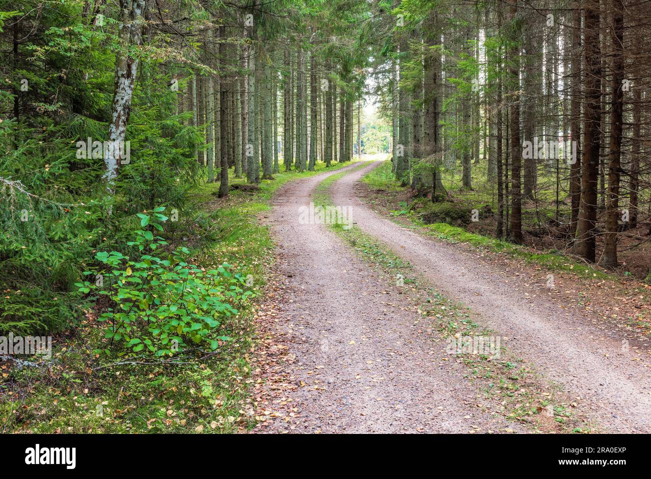 Curvy dirt road in a spruce forest landscape, Sweden Stock Photo - Alamy