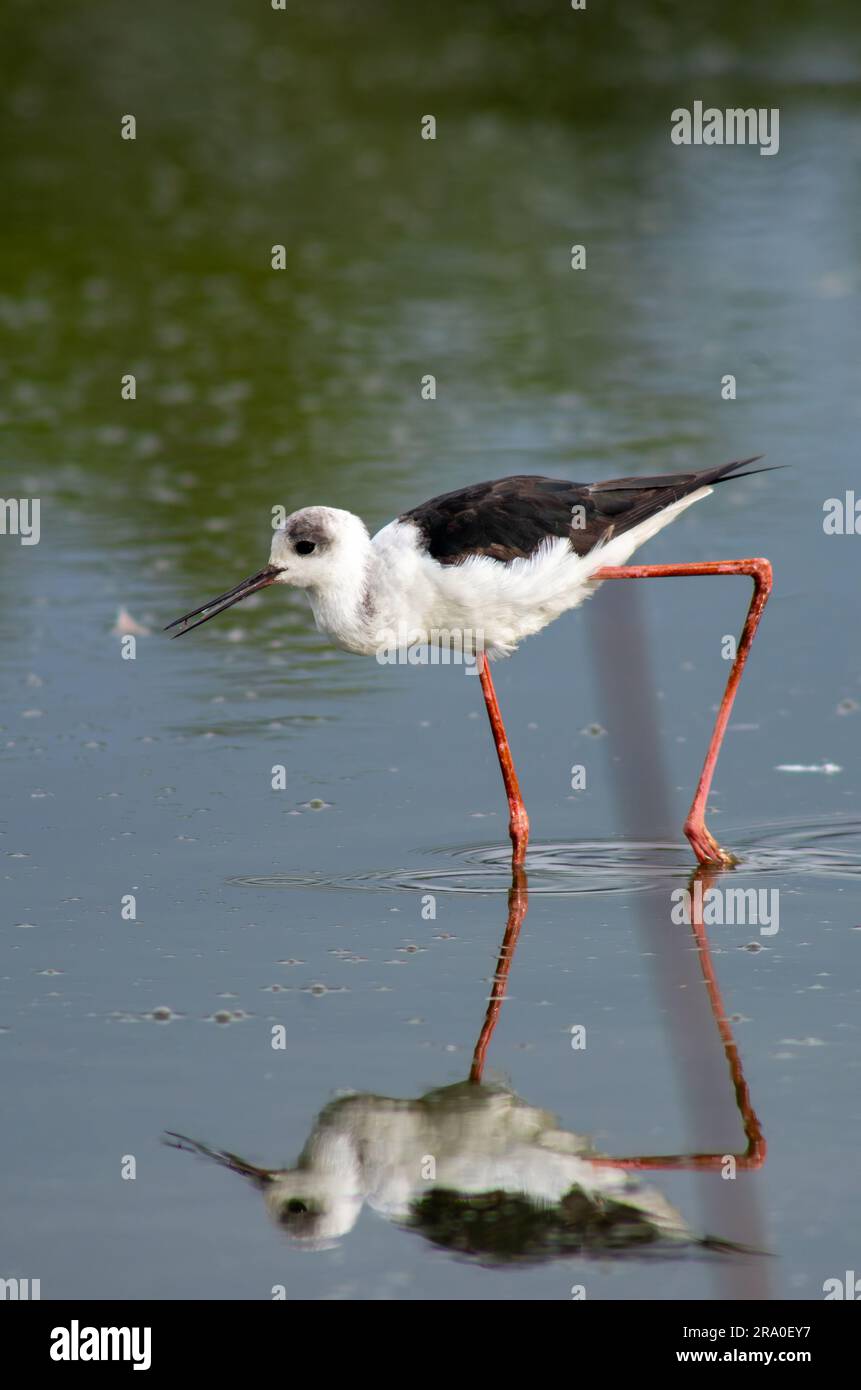 Pied Stilt, white-headed stilt, Himantopus leucocephalus,Juvenile ...