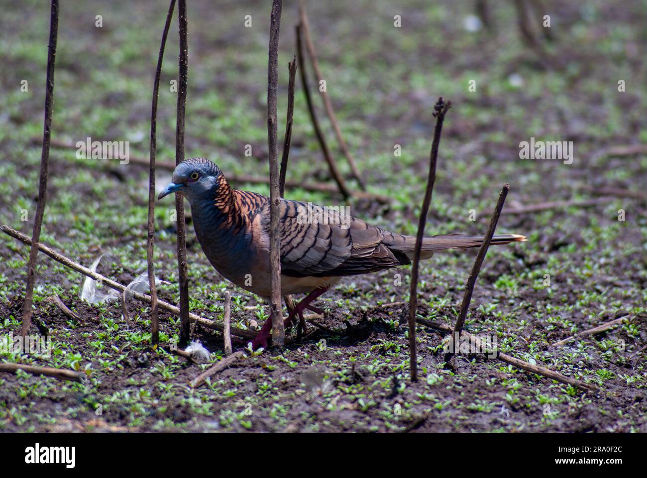 Bar-shouldered dove, Geopelia humeralis, at swamp edge Stock Photo - Alamy