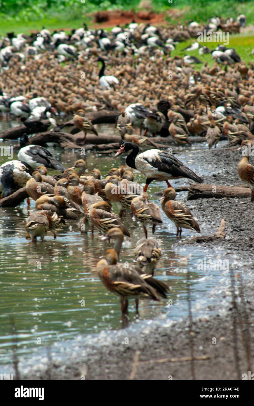 Sedentary birds hi-res stock photography and images - Alamy