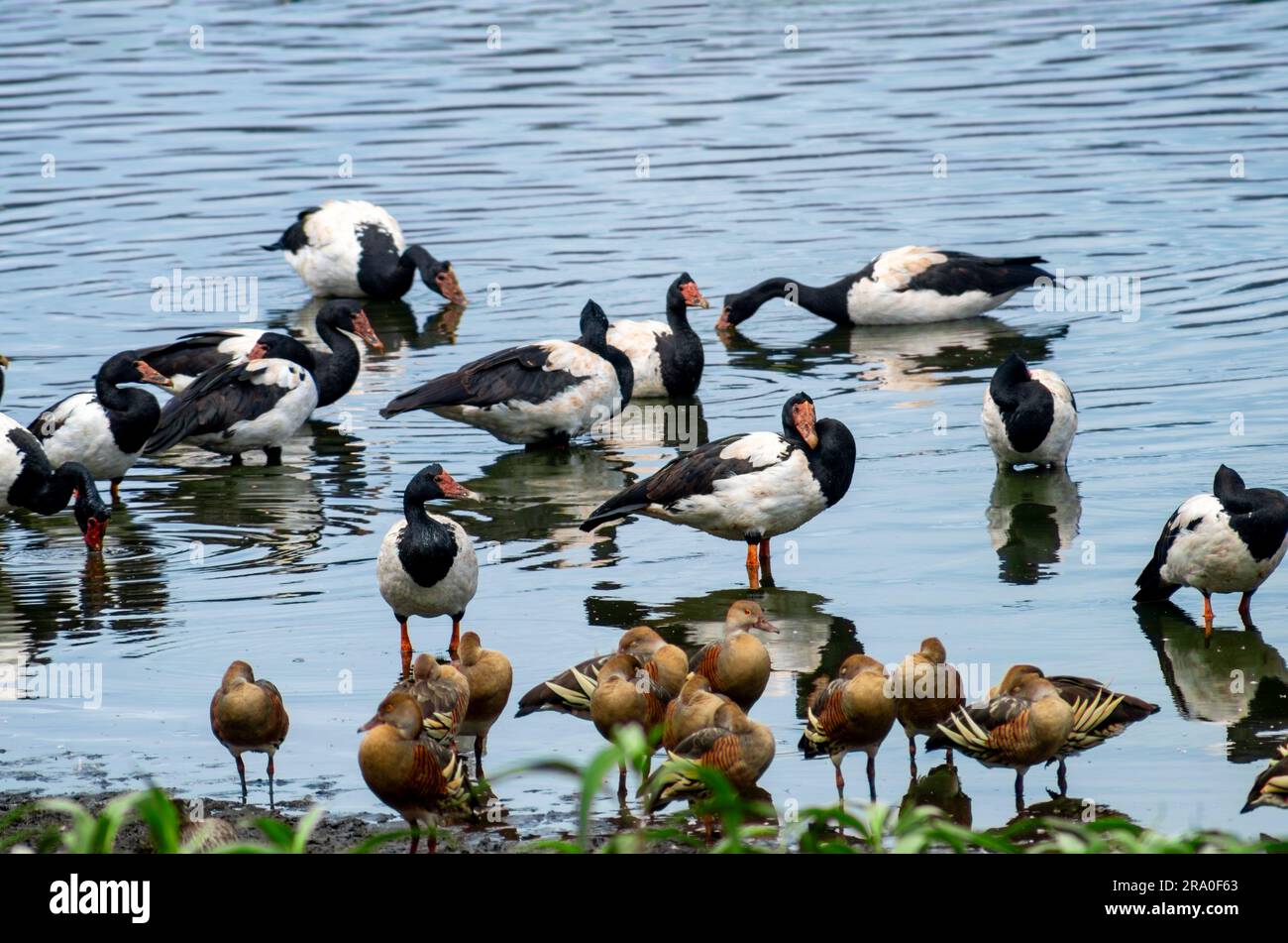 Wetlands Birds, Plumed Whistling-duck, Dendrocygna eytoni, Magpie Geese ...