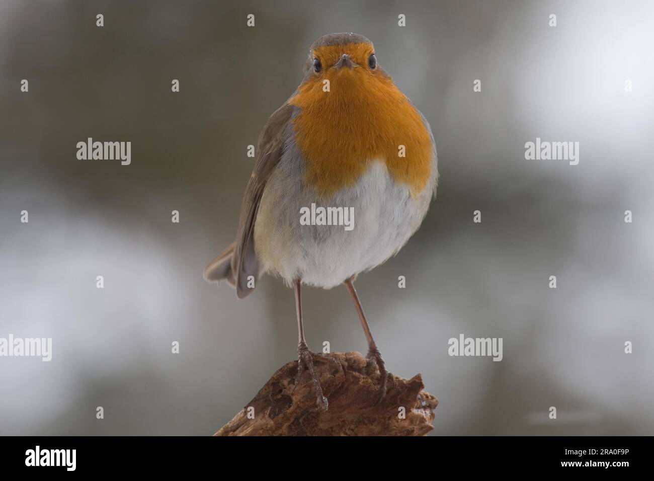Robin in snowfall Stock Photo - Alamy