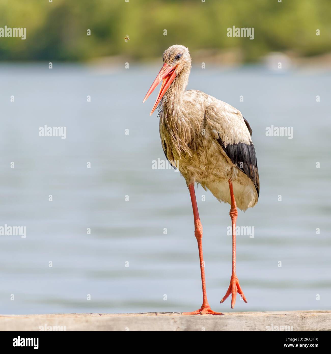 A black and white stork is standing on a wooden pontoon close to the ...