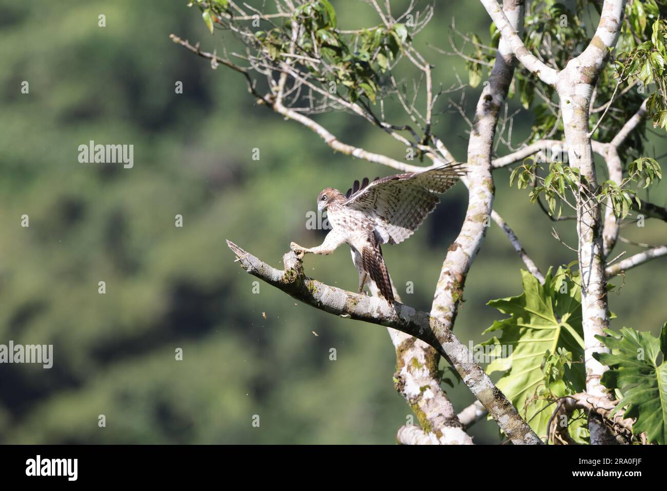 Jamaican red-tailed hawk (Buteo jamaicensis jamaicensis) in Jamaica ...