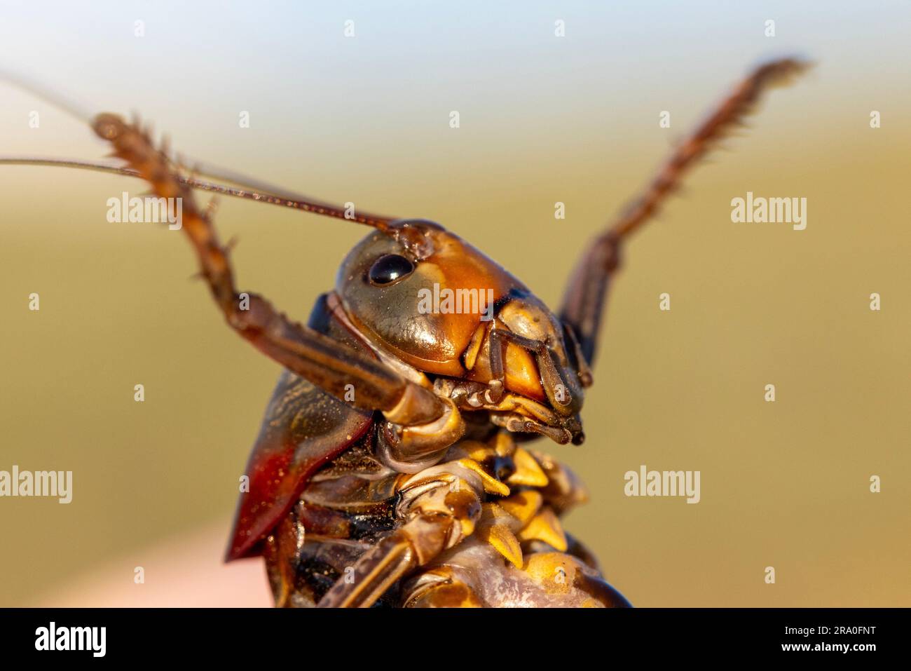Katydid at their natural habitat hi-res stock photography and images ...