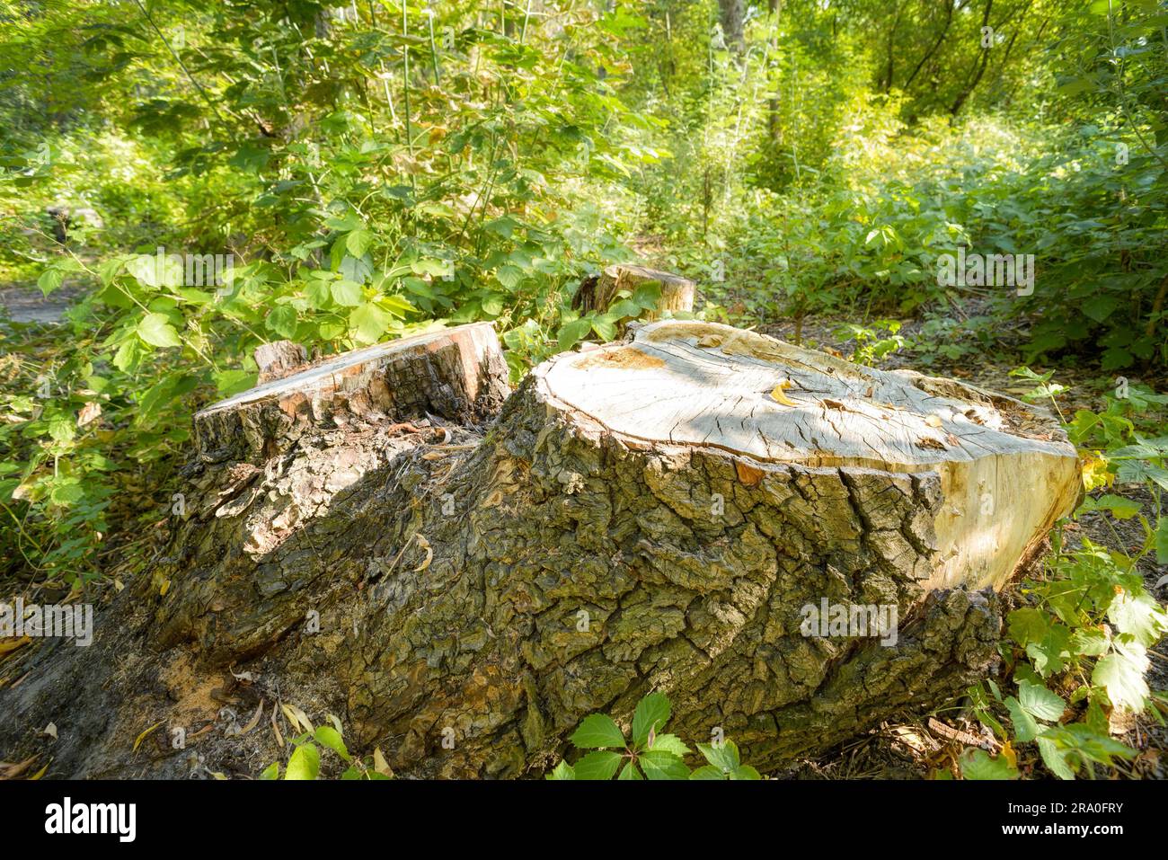A cut tree in the middle of the forest at the end of summer Stock Photo ...