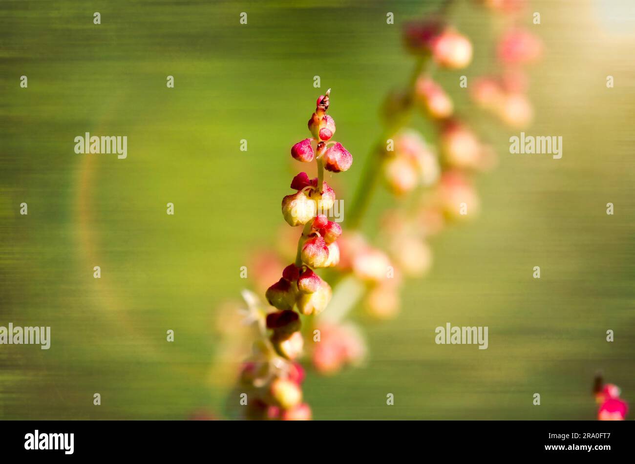 Red Rumex Acetosella glowing under the warm spring sunset Stock Photo ...