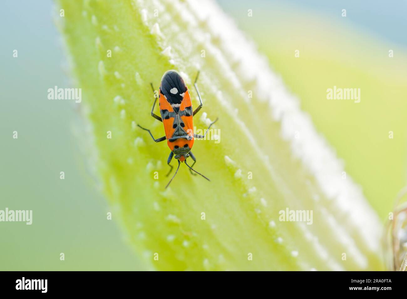 Black and red Firebug (Pyrrhocoris apterus) or on a Fruit of Asclepias ...