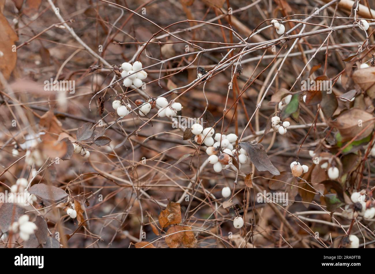 Snowberry bush with white fruits in winter Stock Photo - Alamy