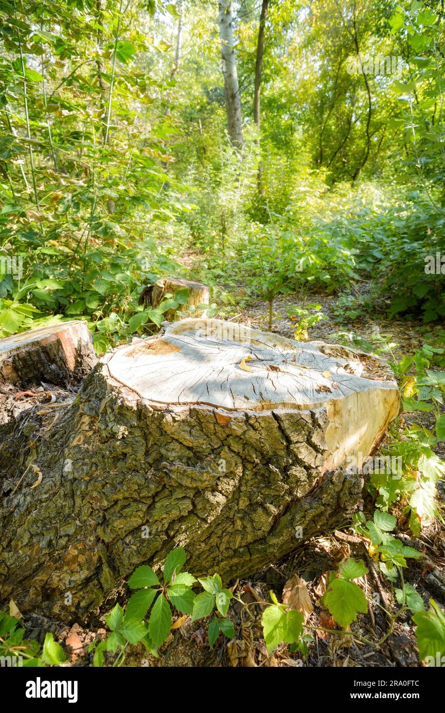 A cut tree in the middle of the forest at the end of summer Stock Photo ...