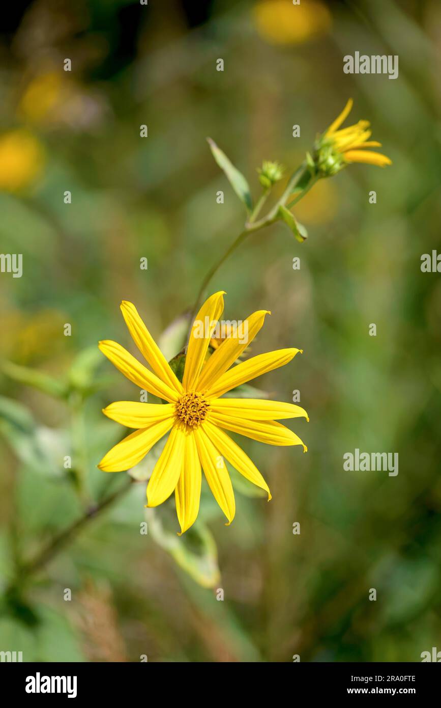 Growing yellow helianthus tuberosus hi-res stock photography and images ...