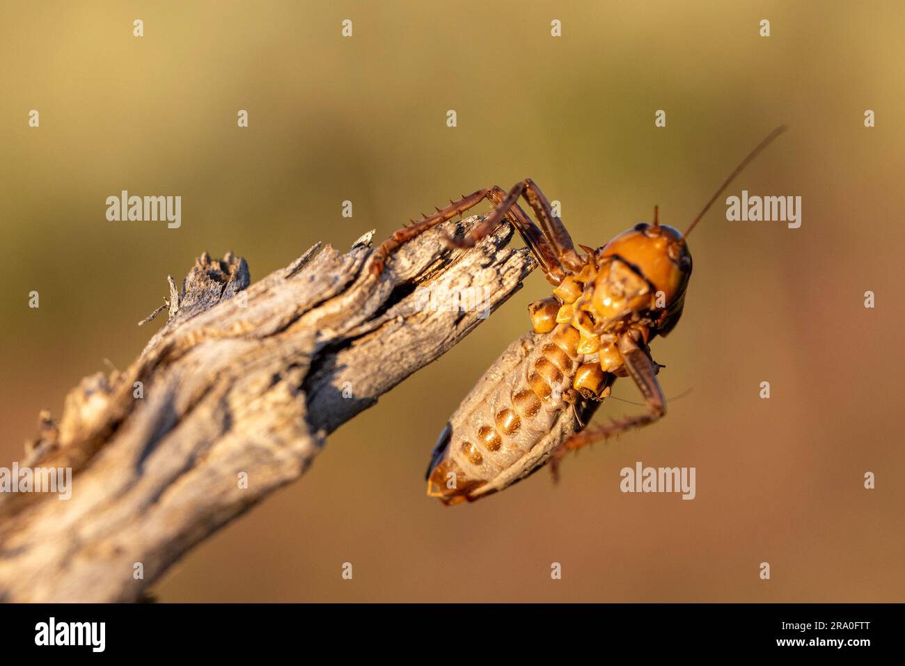 Underside segments of a male mormon cricket that has been chewed on by ...