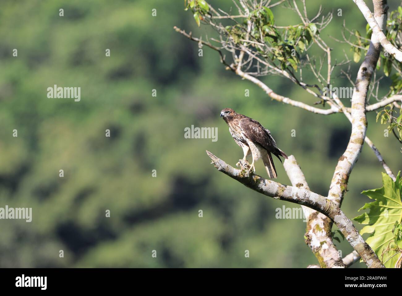 Jamaican red-tailed hawk (Buteo jamaicensis jamaicensis) in Jamaica ...