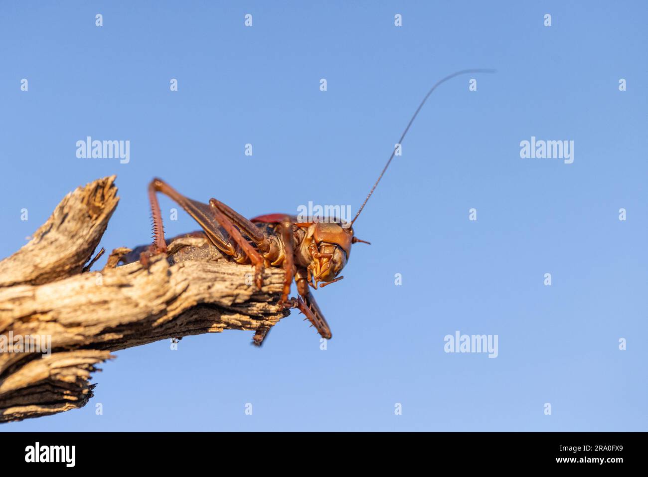 Underside view of a cricket perched on a piece of wood. One short ...